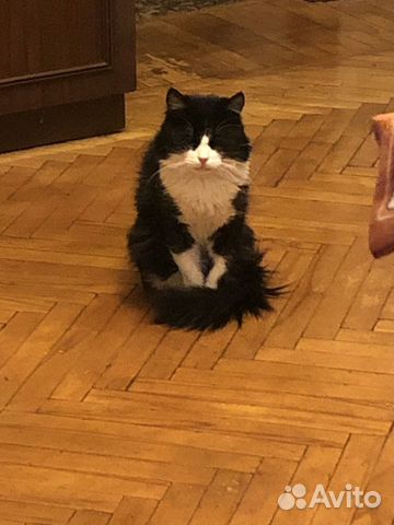 Котик ищет друга