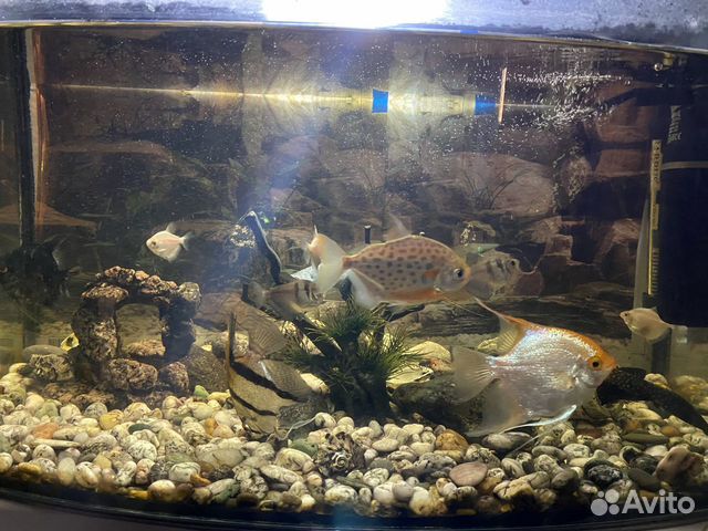 Аквариум с рыбками