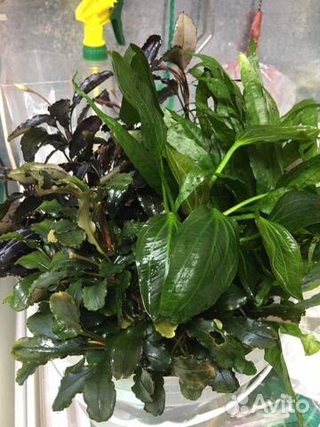 Эхинодорус опакус