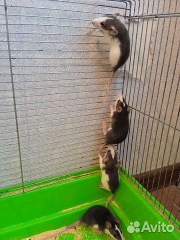 Крысята Дамбо