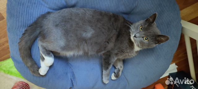 Молодой кот