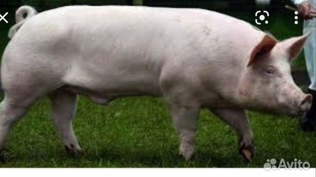 Свиньи, живым весом