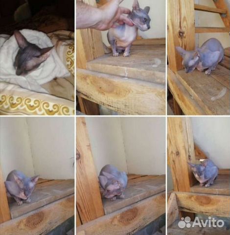 Сфинкс донской ищет дом