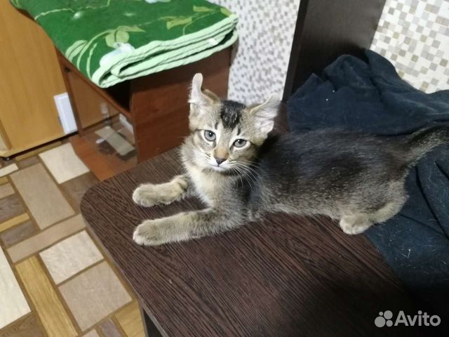 Абиссинский эльф