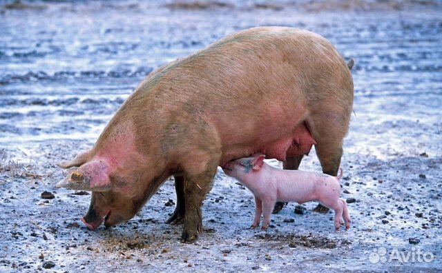 Супоросная свиноматка