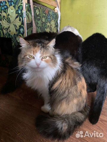 Сибирская кошка в дар