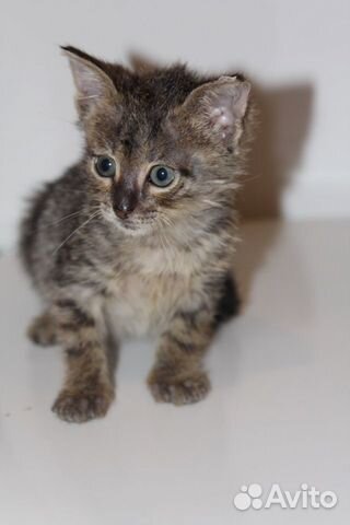 Маленький котенок мальчик