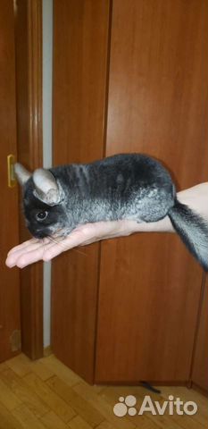 Шиншилла + клетка