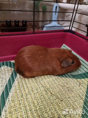 Морская свинка селф отдам