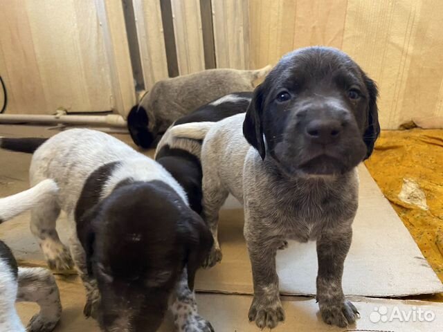 Щенки Дратхара.Собаки для охоты