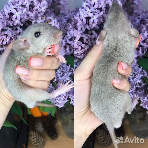 Крысенок дамбо мальчик,норковый окрас