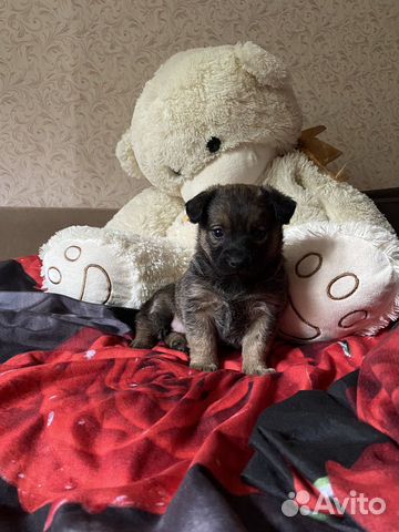 Маленькая Кнопочка в добрые руки