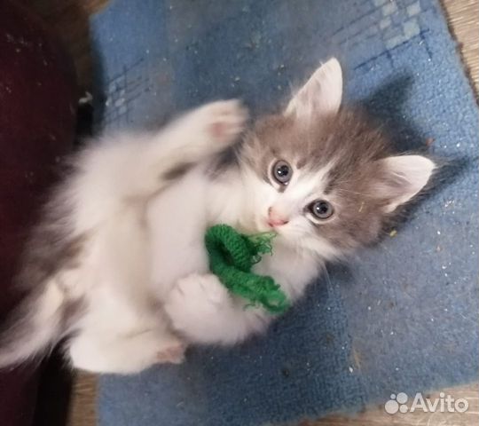 Котенок Пушинка 1,5 мес