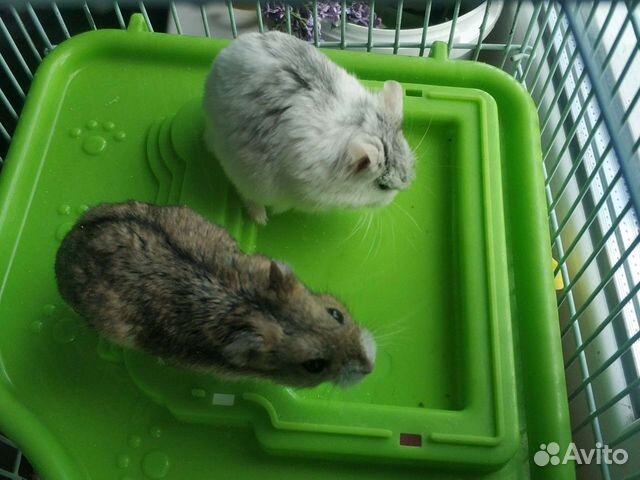 Джунгарский хомяк с клеткой