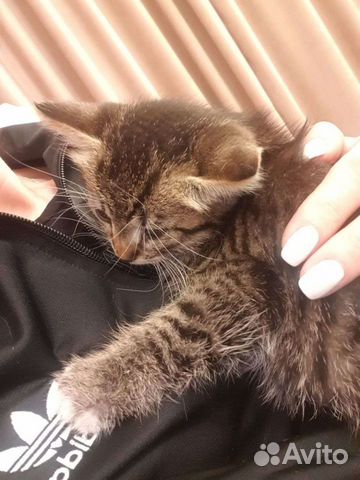 Котик Архип