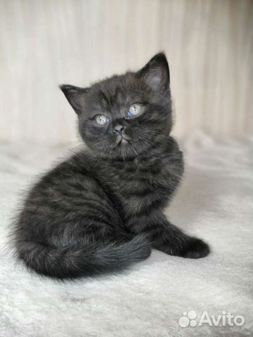 Шотландские котята