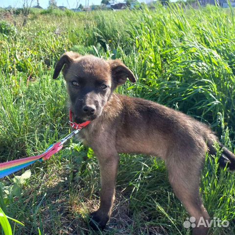 Собака щенки мелкие