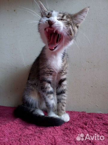 Котëнок ищет дом