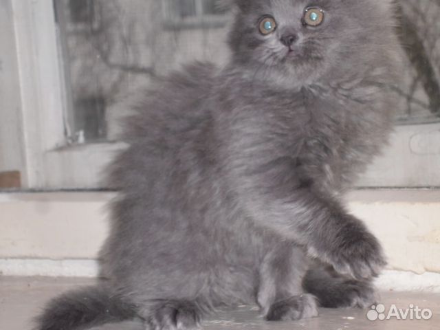 Очаровательные пушистики