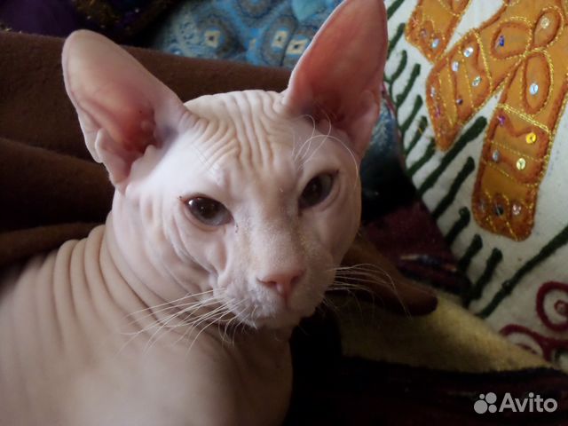 Ищю невесту