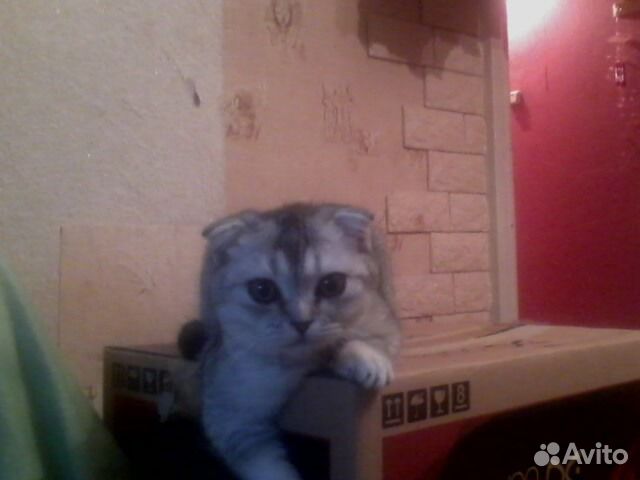 Котика на вязку шотланская