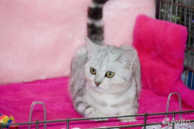 Британская Лана