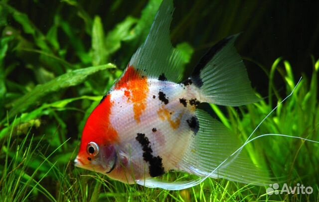 Скалярия Кои