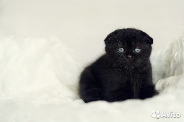 Вислоухая кошечка в шикарной норковой шубке