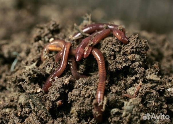 Червь старатель