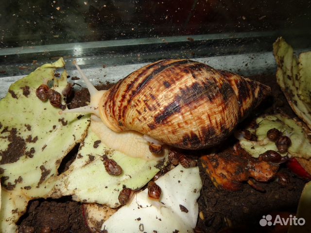 Улитки ахатины