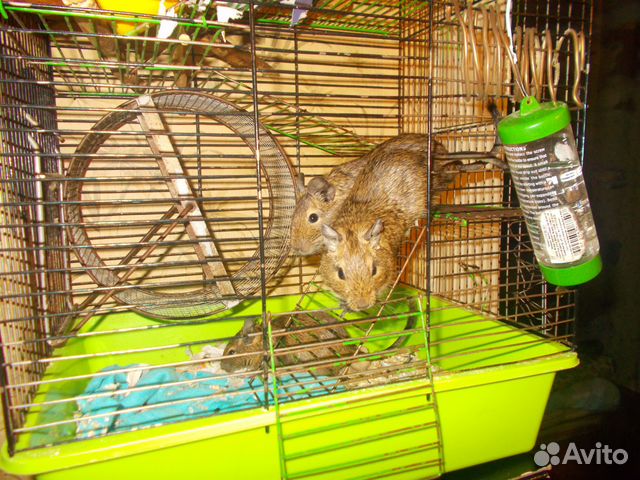 Дегу вместе с клеткой