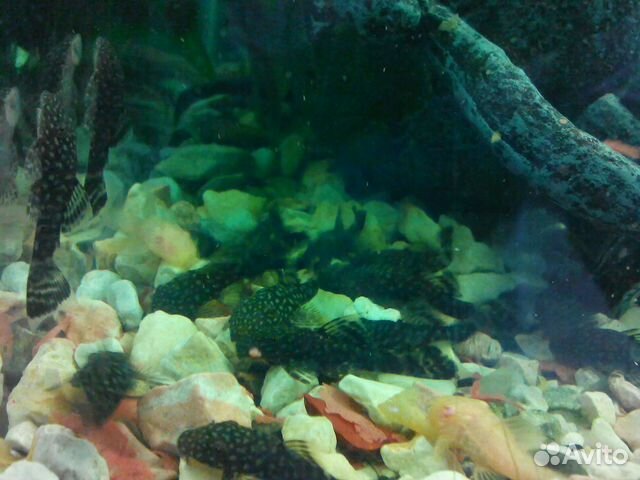 Продам сомиков анциструсов