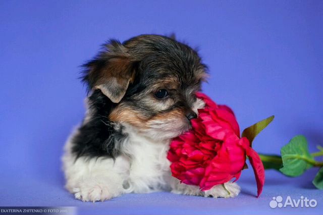 Малышка бивер