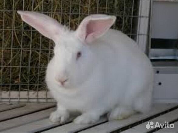 Деревенские кролики