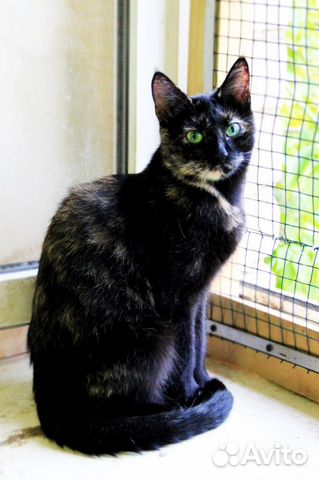 Красотка в Гламурной Шубке в дар в добрые руки