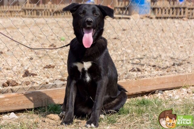 Красавица Ева в добрые руки