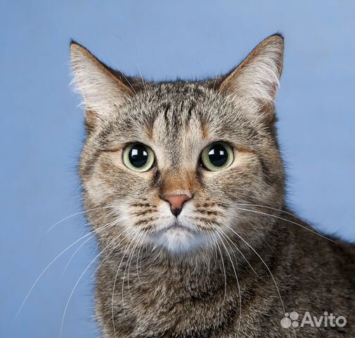 В добрые руки кошка Агата