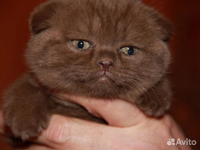 Шоколадки-просто прелесть