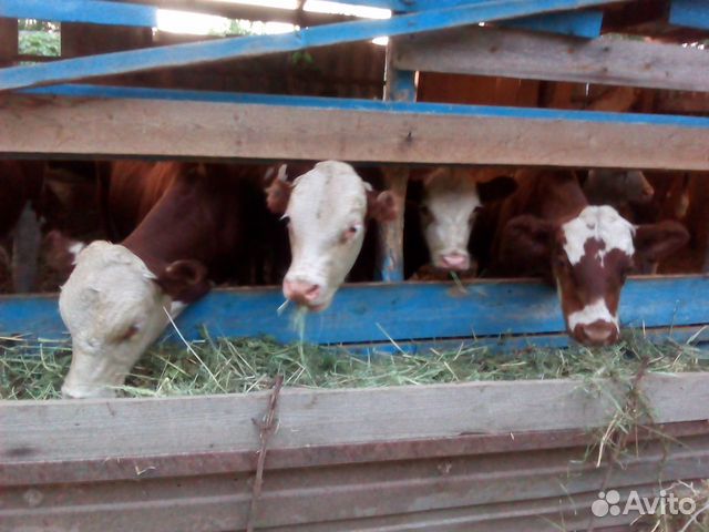 Продаю телят,бычков,телок и коров разной породы