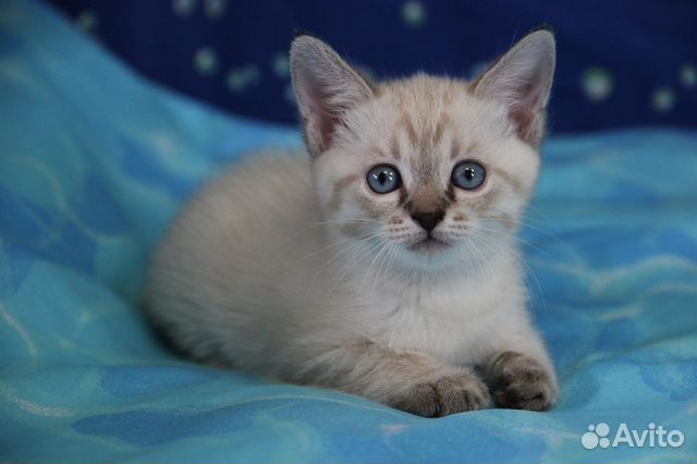 Котенок Таая