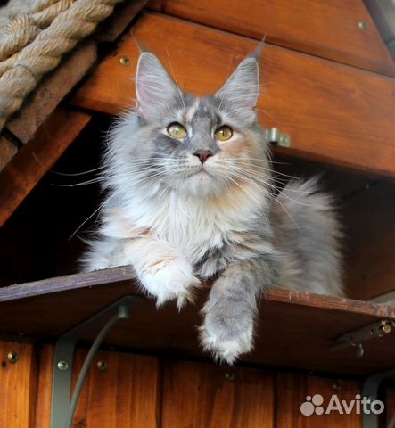 Мейн кун котенок Снежная Королева
