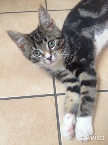 Мини-Тигренок -подкидыш в ветклинике. Ищем Дом