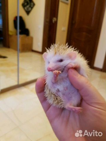 Африканские ежата