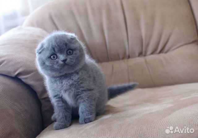 Шотландские вислоухие котята