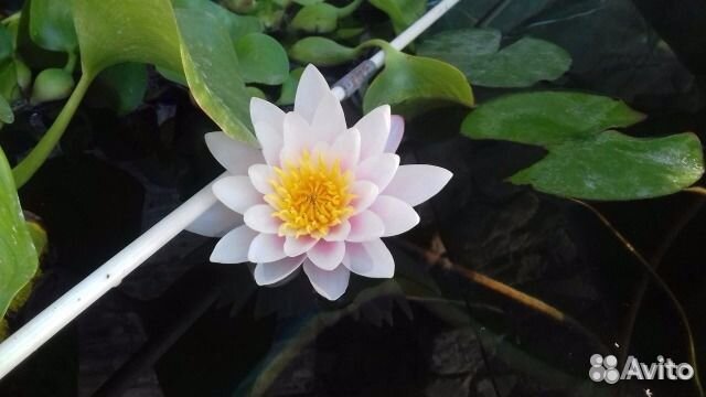 Лилия (нимфея)