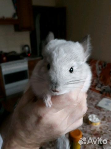 Шиншилла