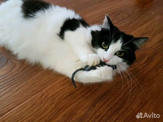 Кошка в добрые руки