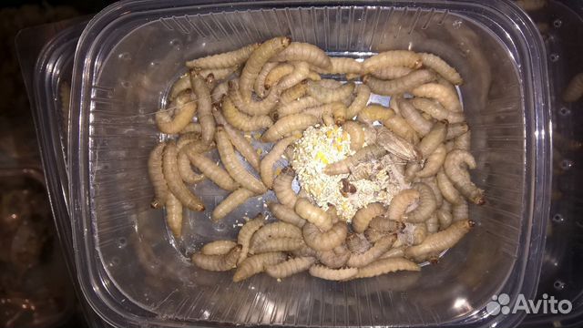 Живой корм Вощинная огнёвка