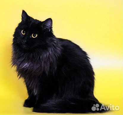 Фенотипичный сибиряк Кузя в дар