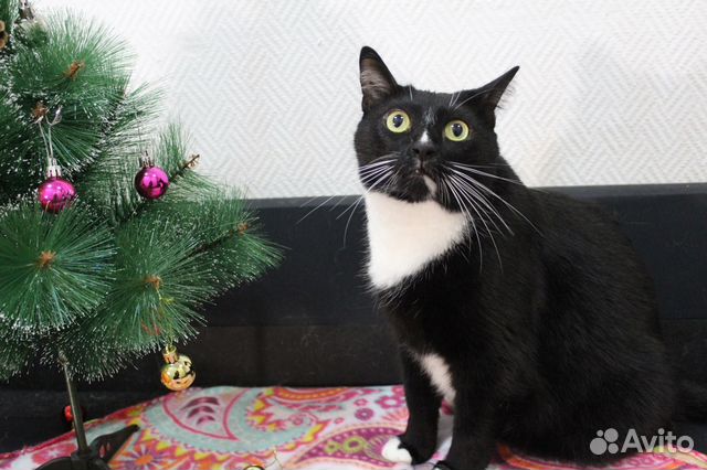 Котик Меф в добрые руки